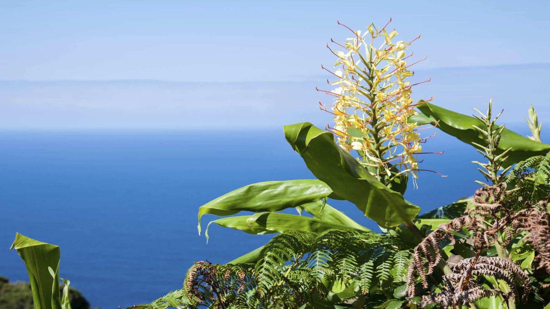 Makaronesien – Die Inselgruppe der Glückseligen