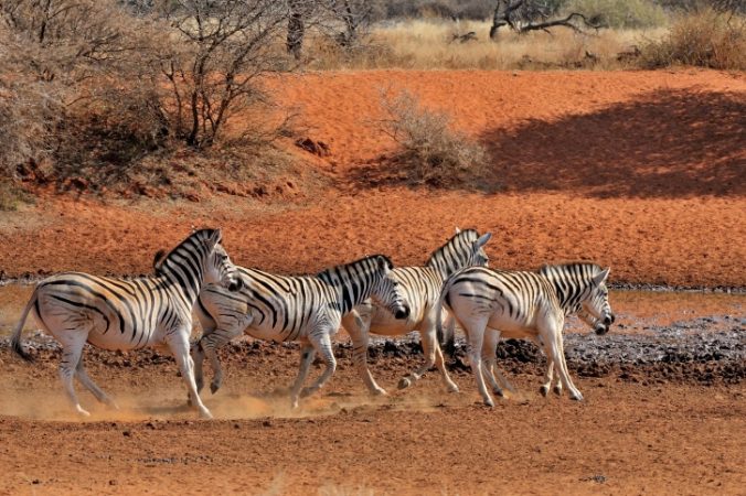Steckbrief zum Zebra – Lebensraum, Verhalten & Artenschutz
