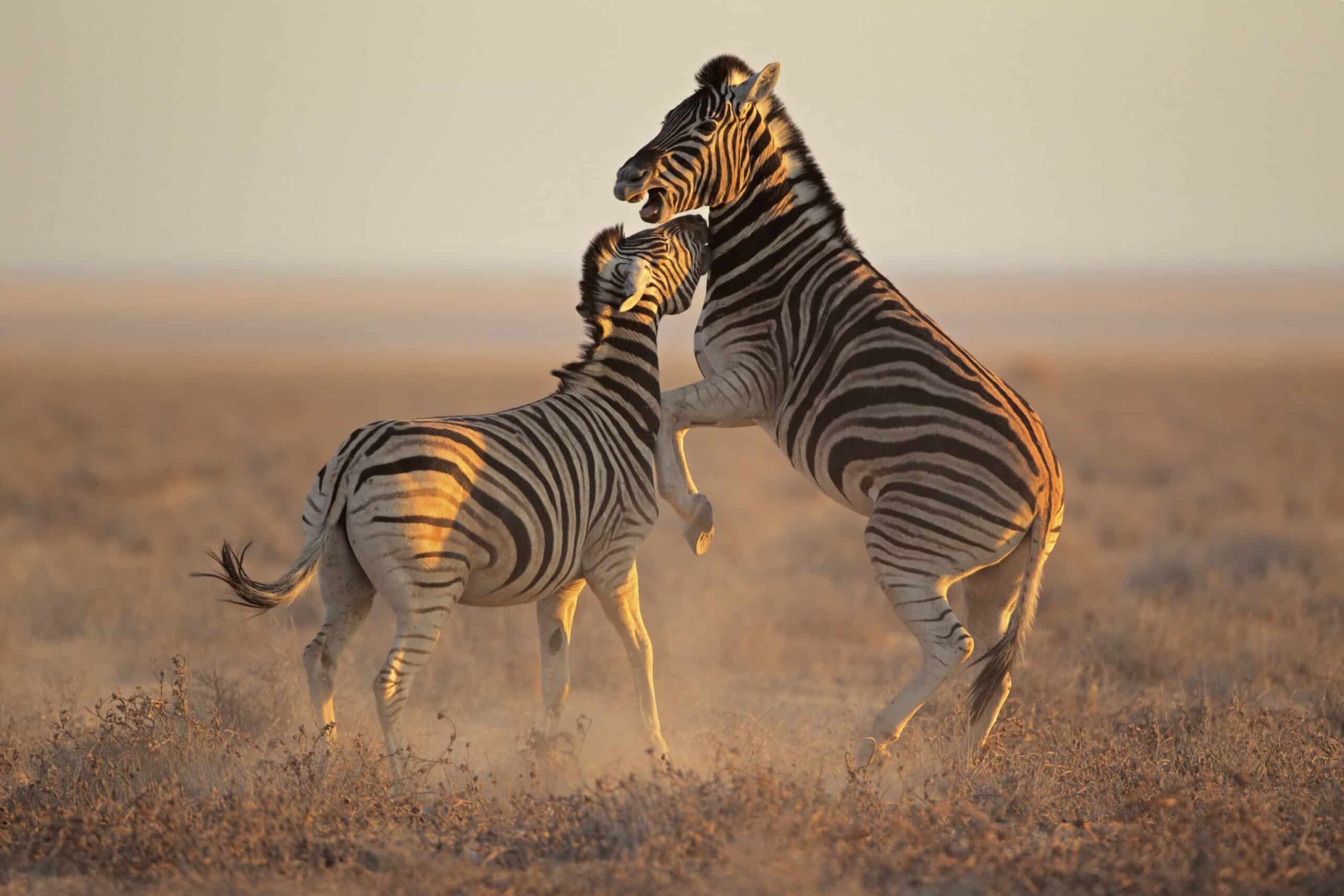 Steckbrief zum Zebra – Lebensraum, Verhalten & Artenschutz