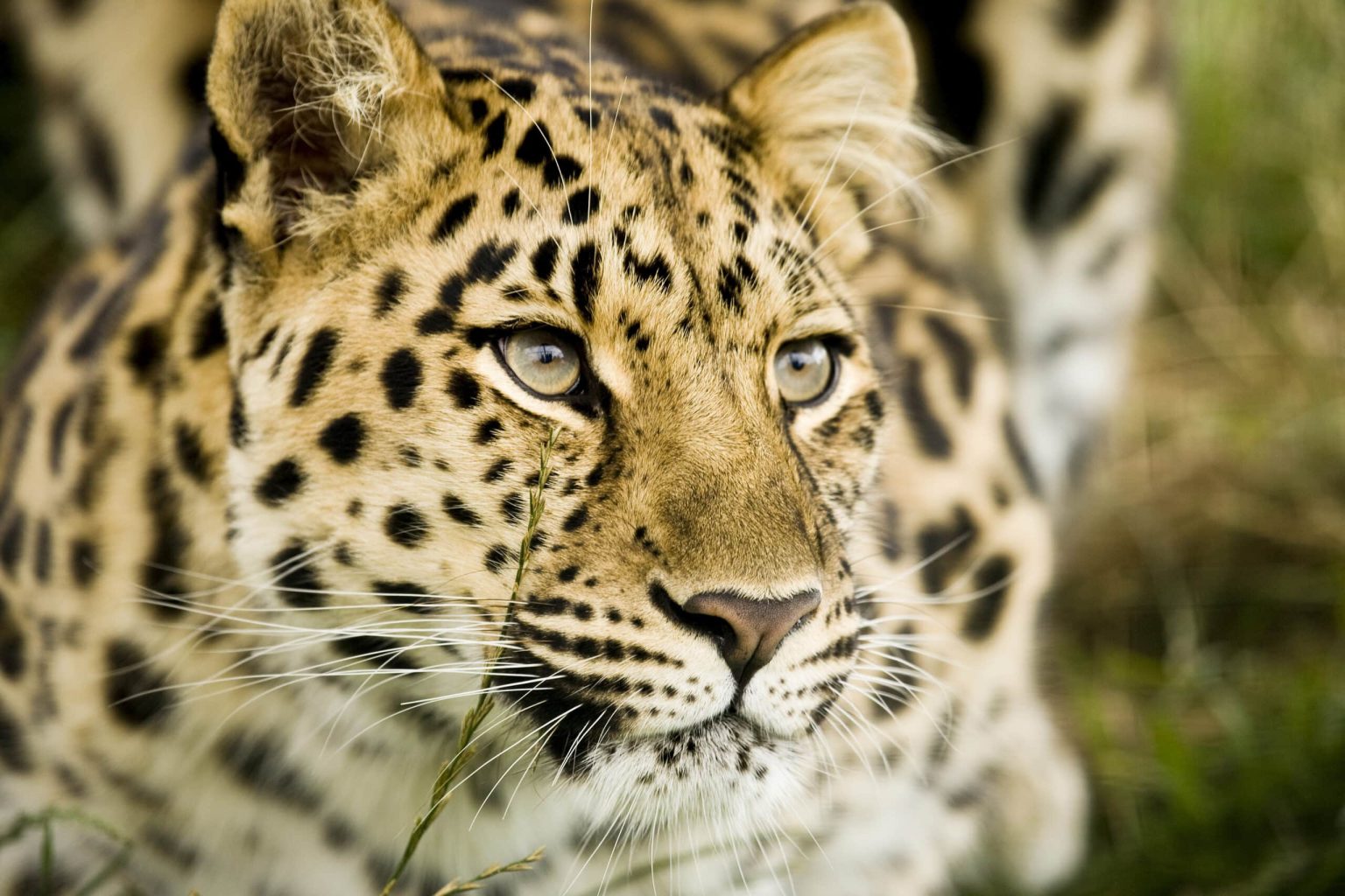 Leoparden – Steckbrief, Lebensraum & Feinde der Raubkatze