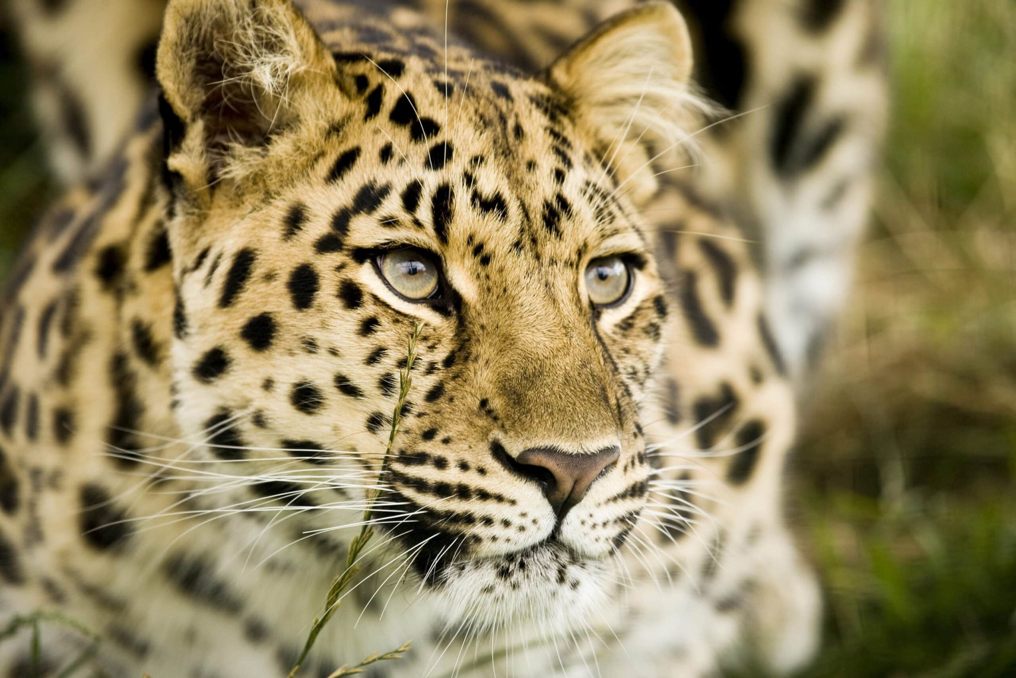 Leoparden – Steckbrief, Lebensraum & Feinde der Raubkatze