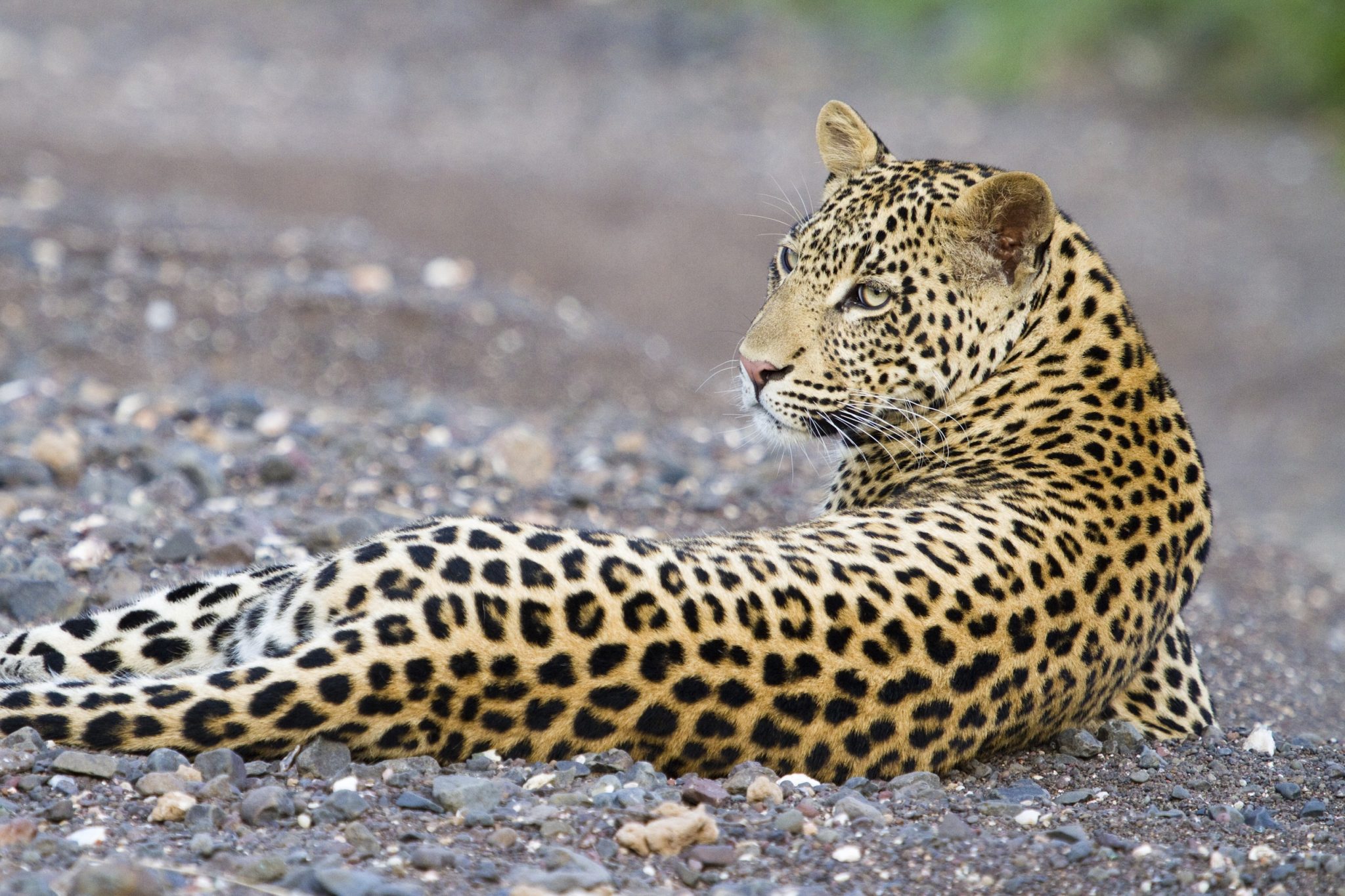 Leoparden – Steckbrief, Lebensraum & Feinde der Raubkatze