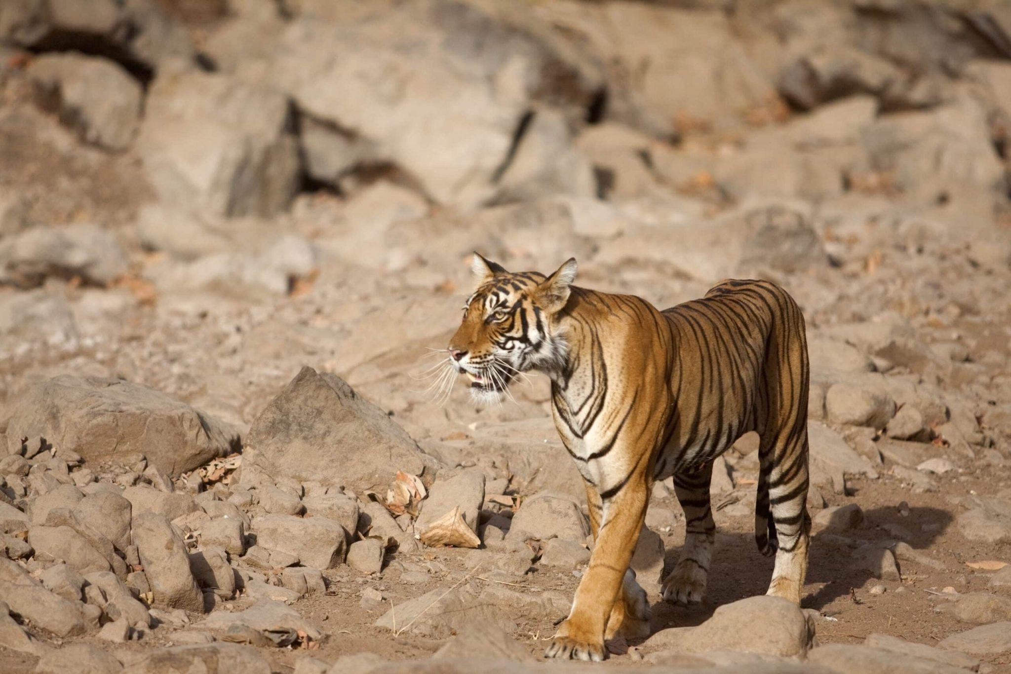 Tiger Safari - Die besten Orte, um Tiger zu sehen!