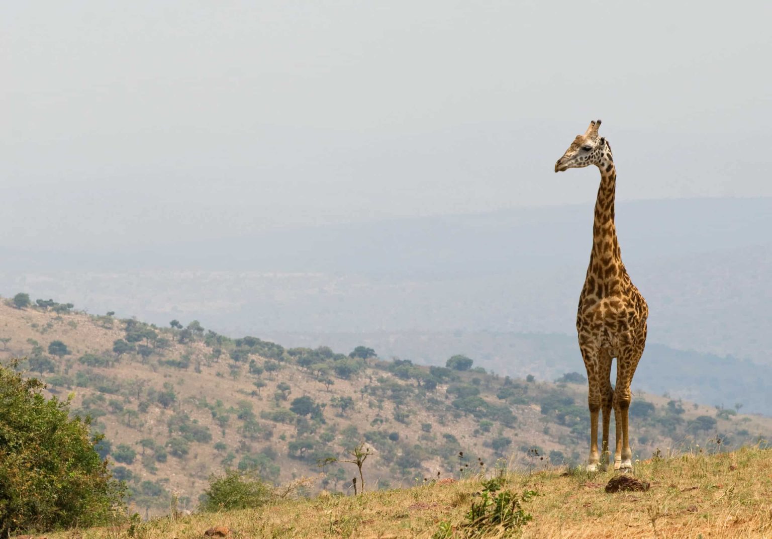 Die weltweite Giraffen Population - Ein aktueller Überblick