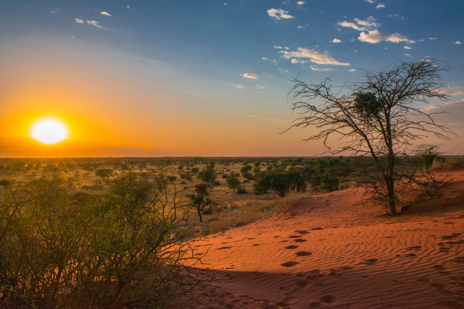 Safari in der Kalahari-Wüste - Namibia