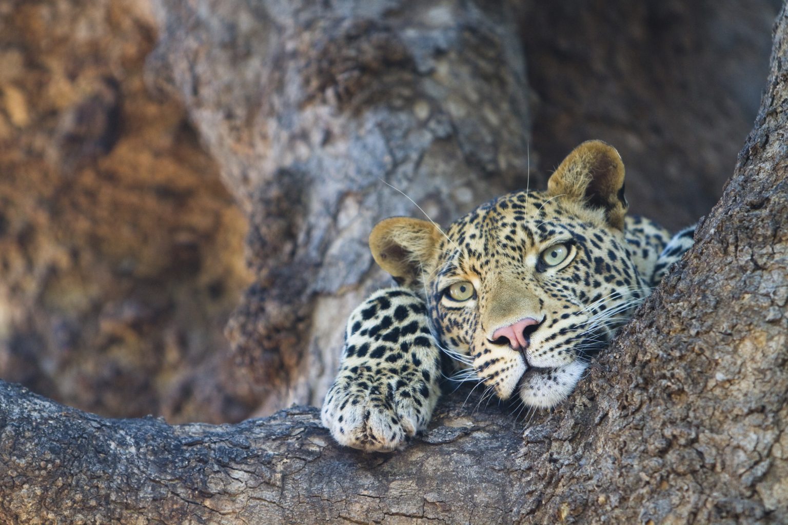 Leoparden – Steckbrief, Lebensraum & Feinde der Raubkatze