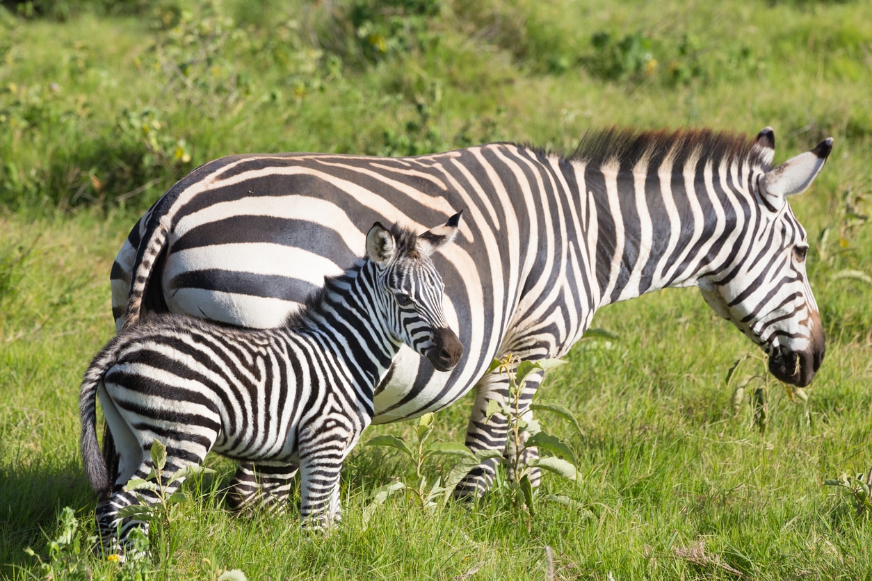 Steckbrief zum Zebra – Lebensraum, Verhalten & Artenschutz