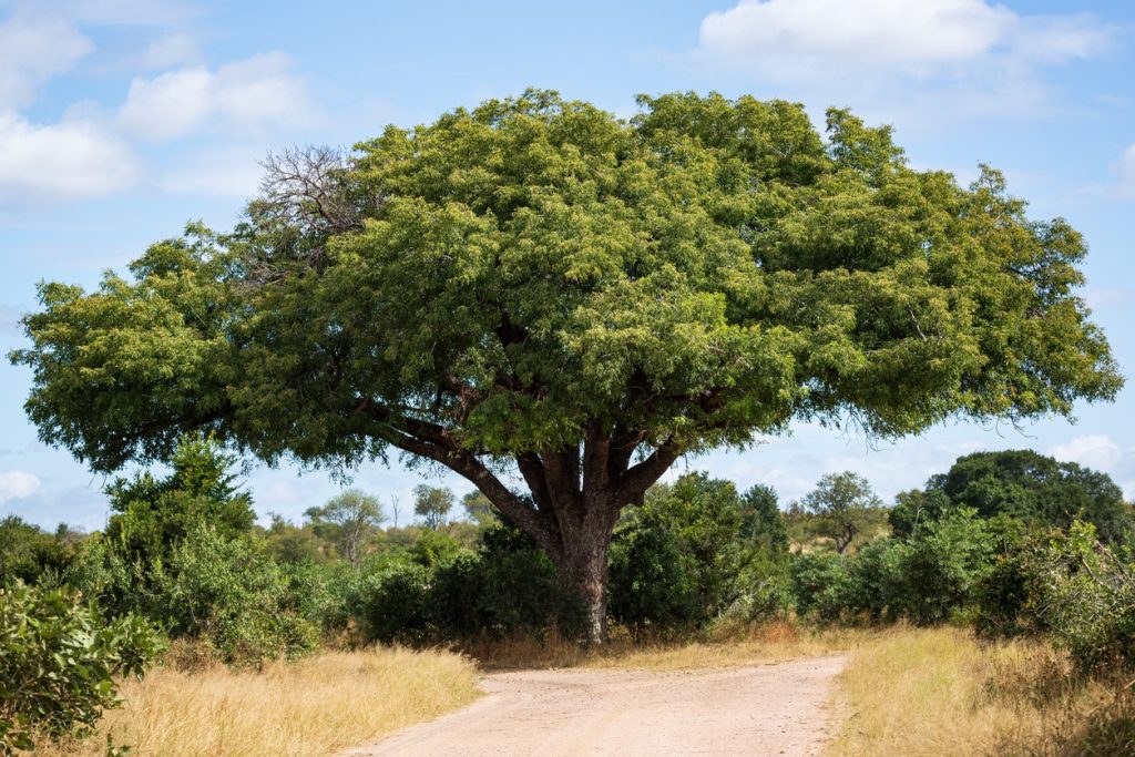 Der Marula-Baum: Von Kultur bis Mythos