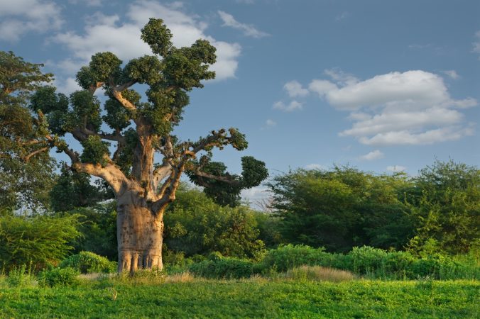 Senegal – ein Geheimtipp für Natur- und Abenteuer Liebhaber