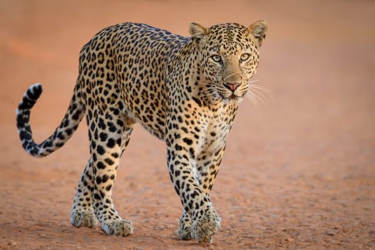 Die weltweite Leopardenpopulation - ein Überblick