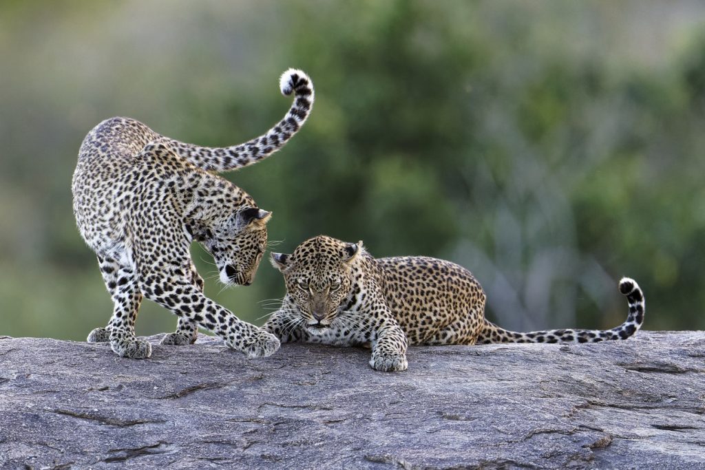 Die weltweite Leopardenpopulation - ein Überblick