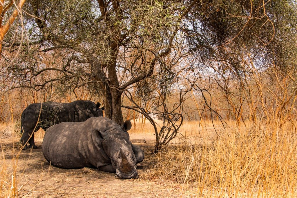 Senegal – ein Geheimtipp für Natur- und Abenteuer Liebhaber