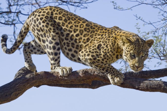 Die weltweite Leopardenpopulation - ein Überblick