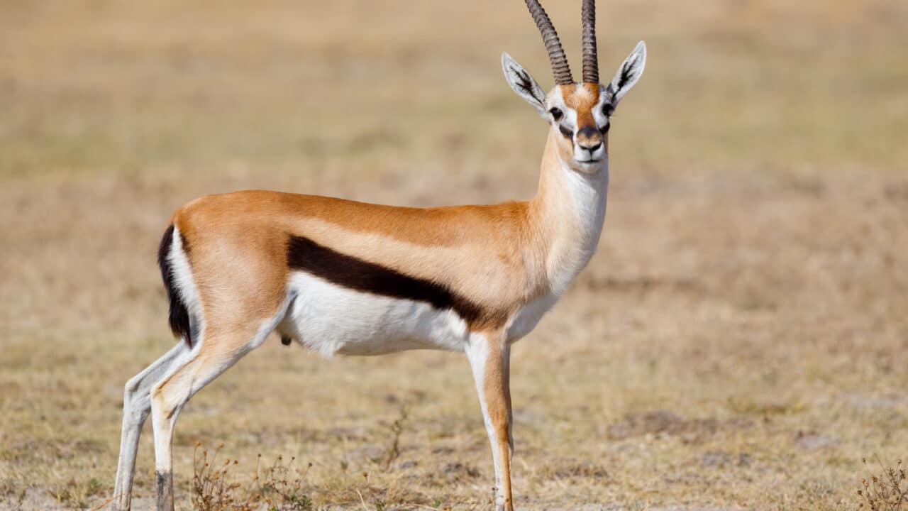 Von Impalas bis Kudus: Welche Antilopenarten gibt es in Afrika?