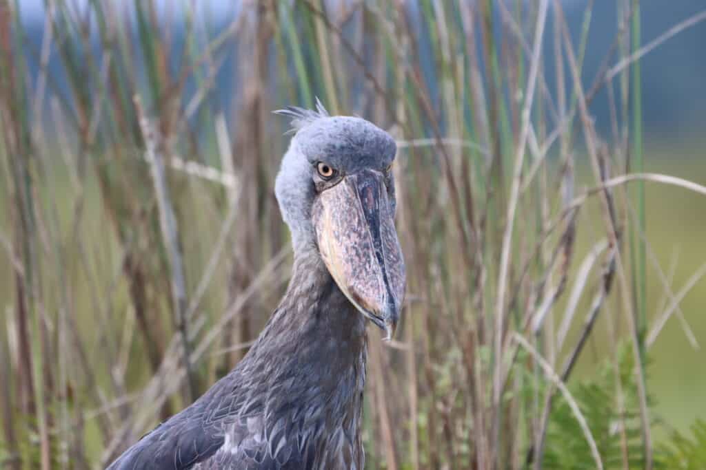 Vogelbeobachtung in Afrika : Diese Vögel begleiten Sie