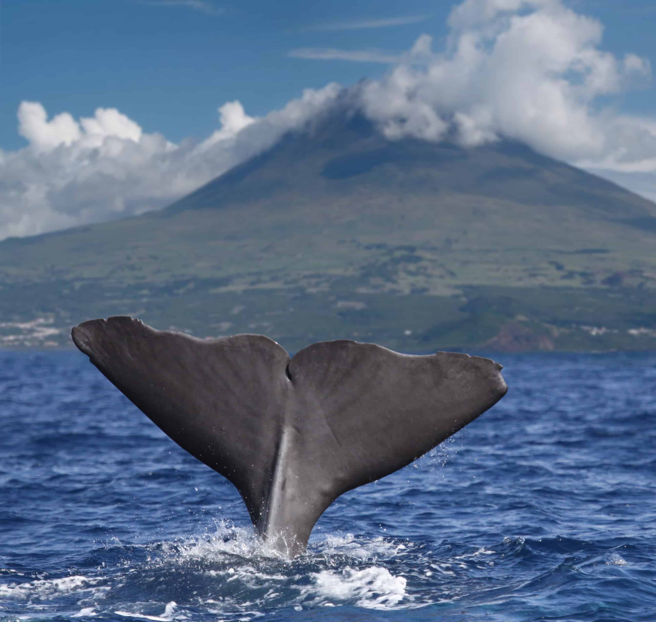 Wale und Delfine: Erleben Sie Whalewatching auf den Azoren