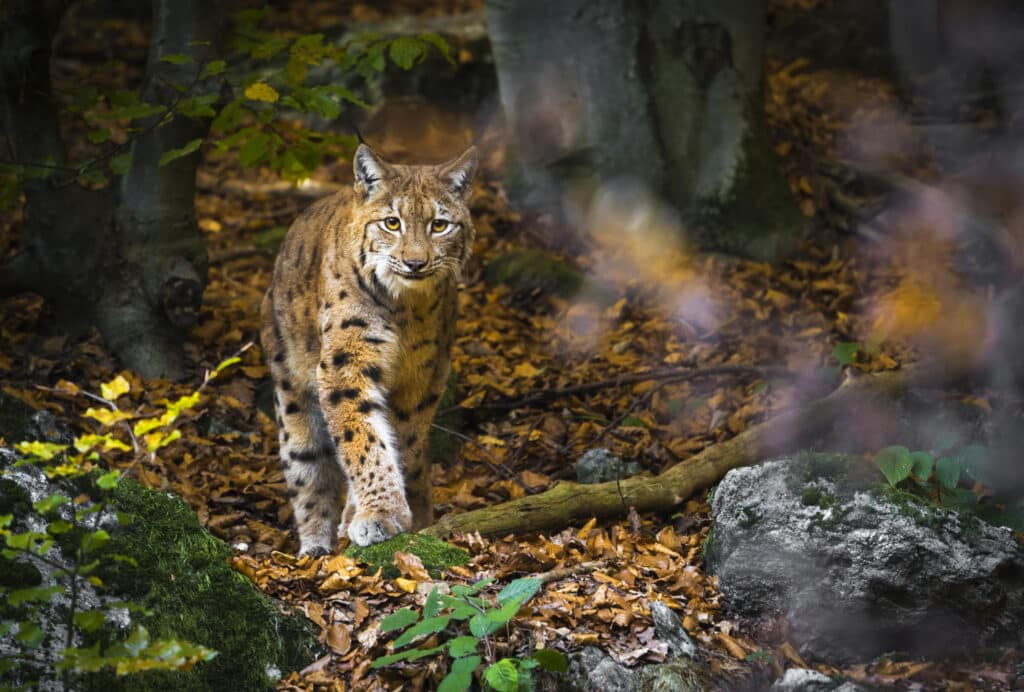 Die Raubkatzen dieser Welt - von Tiger bis Löwe