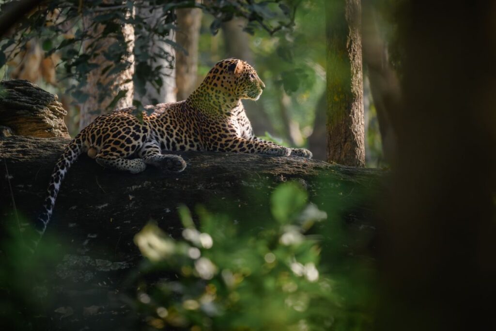 Natürlich erleben – Indien Individuell: Zwischen Taj Mahal und Tiger-Safari